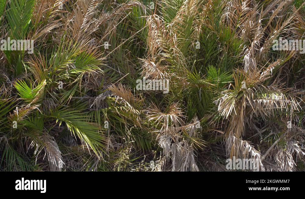 Dry dead palm tree leaves Stock Videos & Footage - HD and 4K Video ...