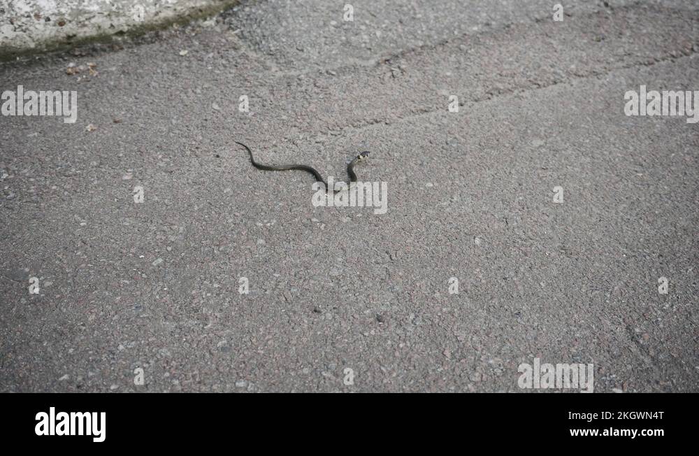 Snake city Stock Videos & Footage - HD and 4K Video Clips - Alamy