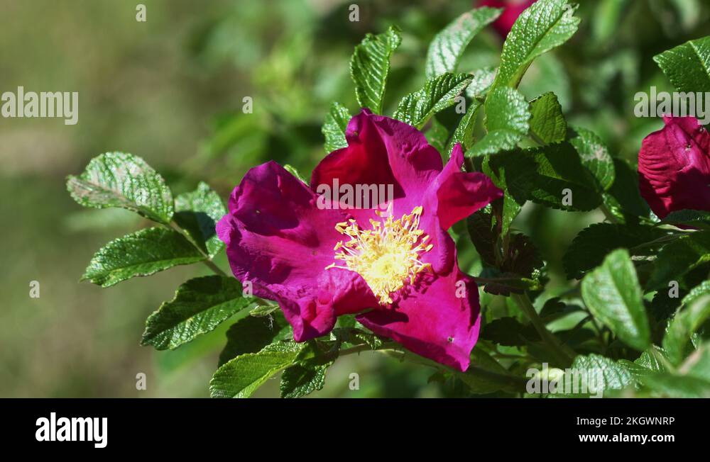 Flower of brier rose growing in nature Stock Video Footage - Alamy