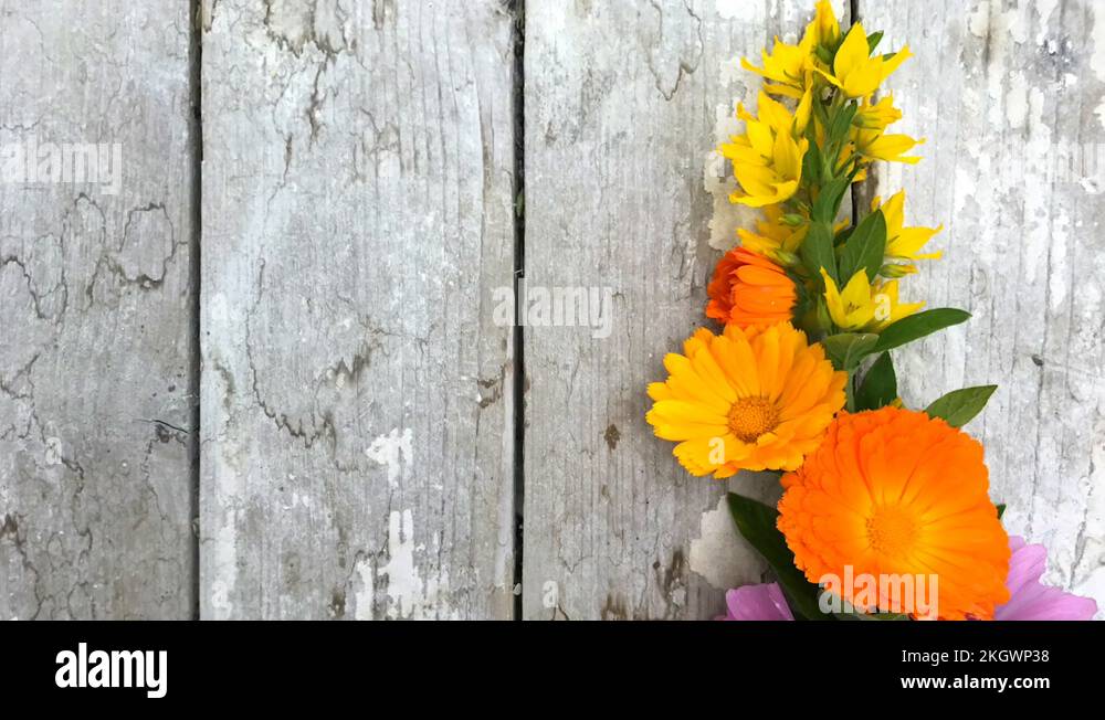 Flower cinema graphics Stock Videos & Footage - HD and 4K Video Clips ...