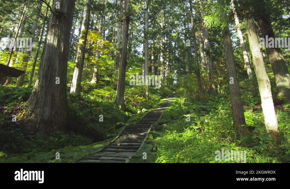 Japan cedar forest Stock Videos & Footage - HD and 4K Video Clips - Alamy