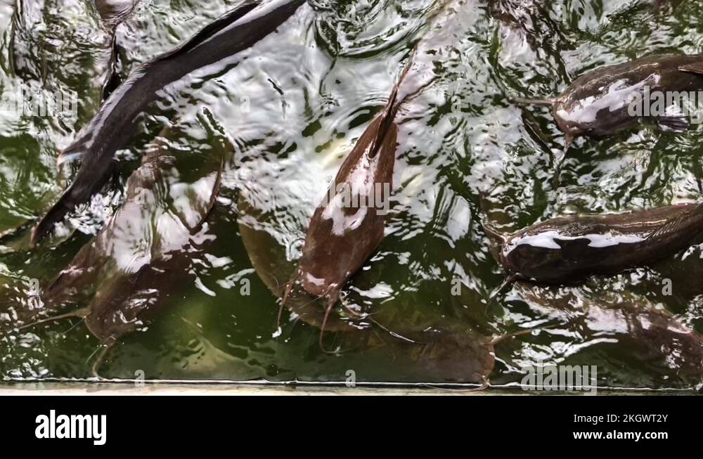 Fresh catfish Stock Videos & Footage - HD and 4K Video Clips - Alamy