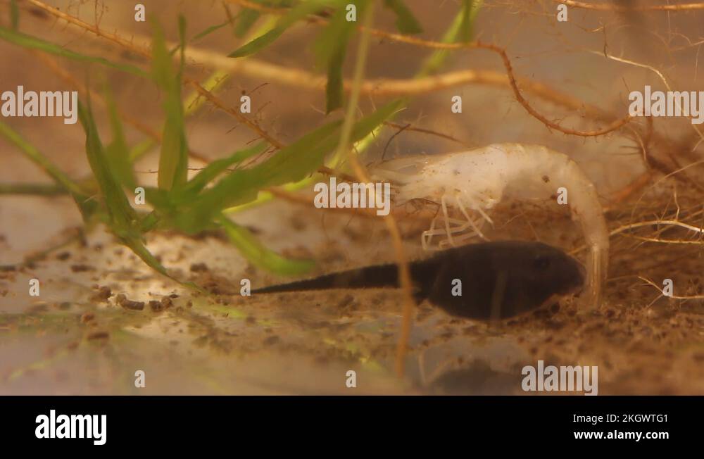 Littleshrimp Stock Videos & Footage - HD and 4K Video Clips - Alamy