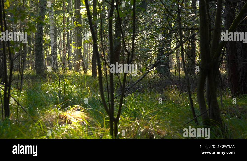 Forest grassy ground on sunny Stock Videos & Footage - HD and 4K Video ...