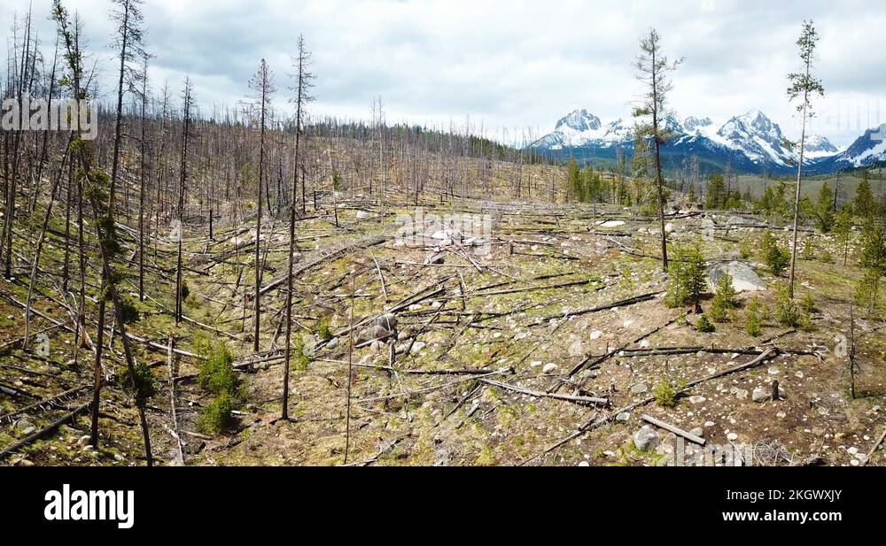 Burnedforest Stock Videos & Footage - HD and 4K Video Clips - Alamy