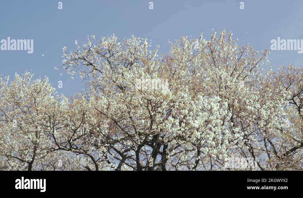 Old cherry tree Stock Videos & Footage - HD and 4K Video Clips - Alamy