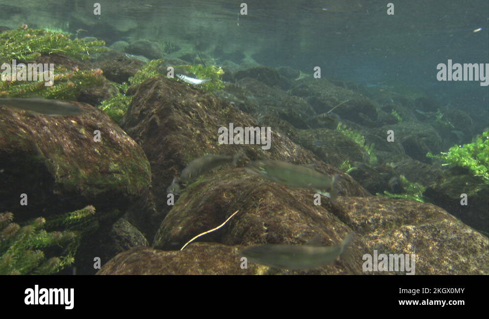 Sweetfish Stock Videos & Footage - HD and 4K Video Clips - Alamy