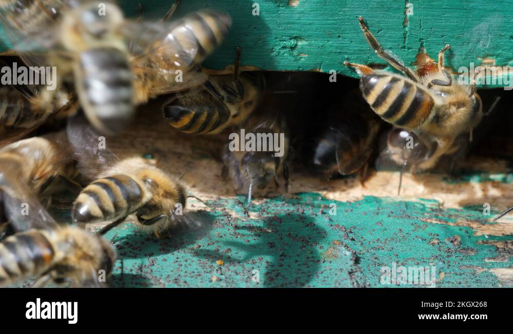 Swarm of bees circle around hive.Apiary,beekeeping,collective work ...