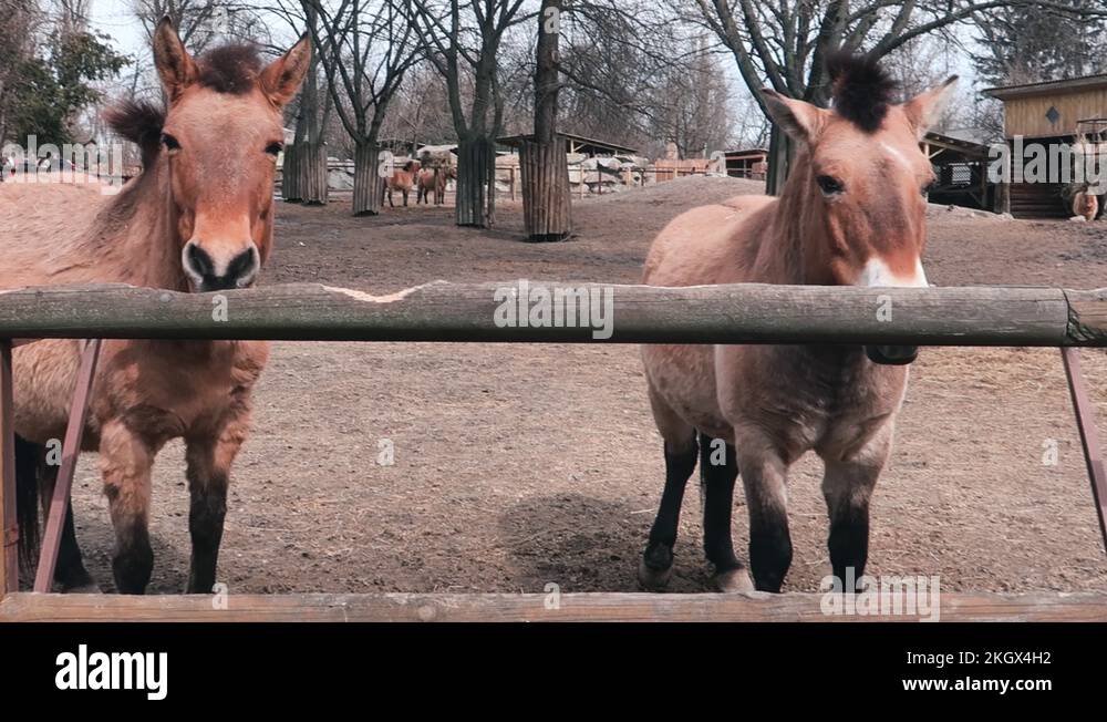 Equus species Stock Videos & Footage - HD and 4K Video Clips - Alamy