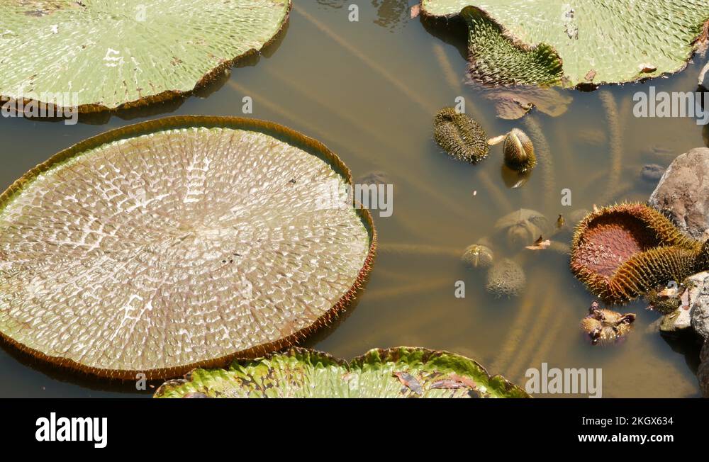Leaves giant big water lily Stock Videos & Footage - HD and 4K Video ...