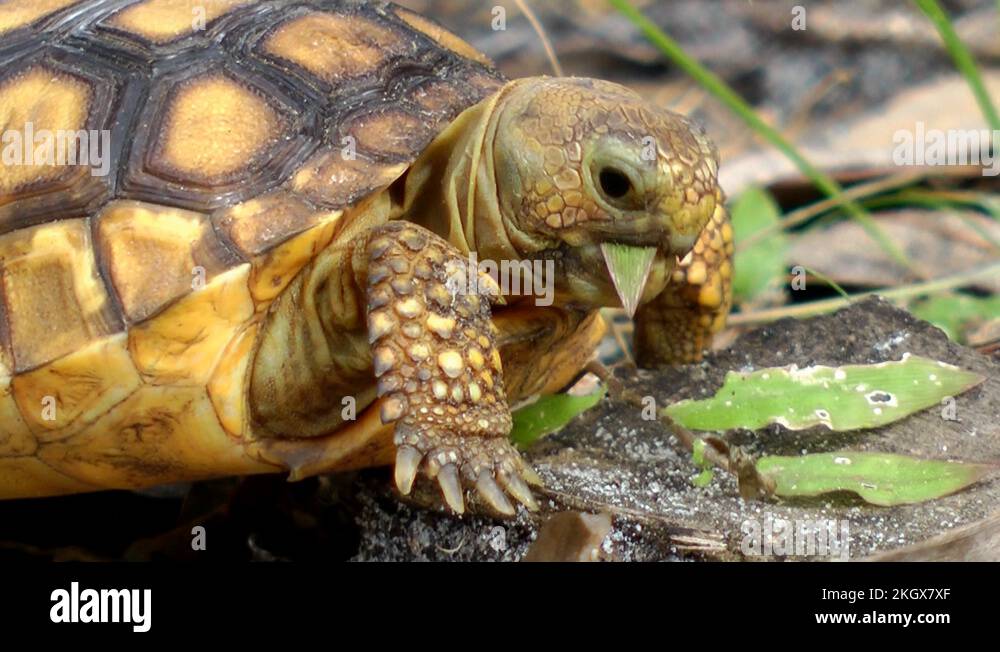 Gopher wood Stock Videos & Footage - HD and 4K Video Clips - Alamy