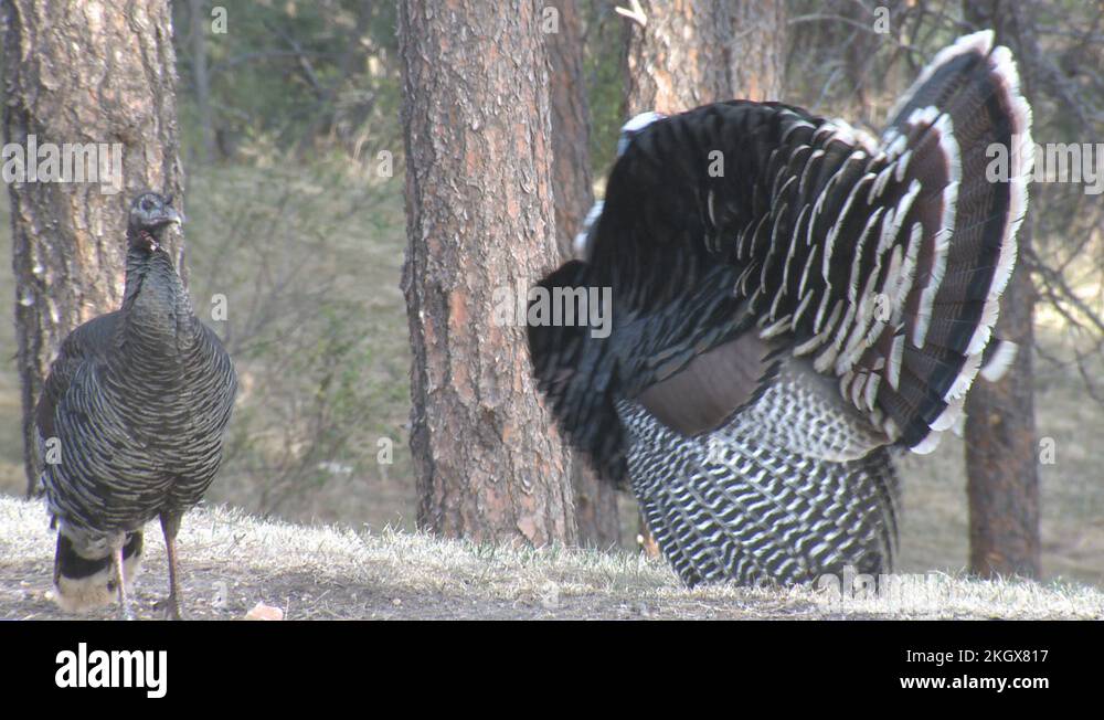 Breeding turkey Stock Videos & Footage - HD and 4K Video Clips - Alamy