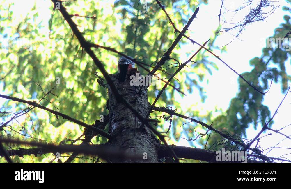 A bird on the top of a broken tree in a forest - closeup from below ...