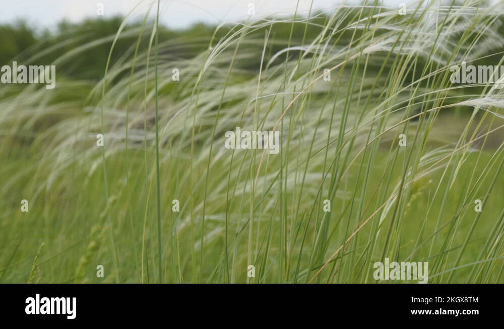 Steppefeathergrass Stock Videos & Footage - HD and 4K Video Clips - Alamy