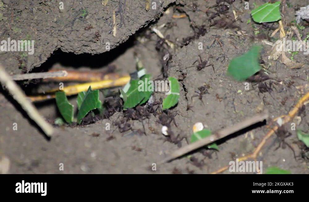 Leafcutter ant fungus nest Stock Videos & Footage - HD and 4K Video ...
