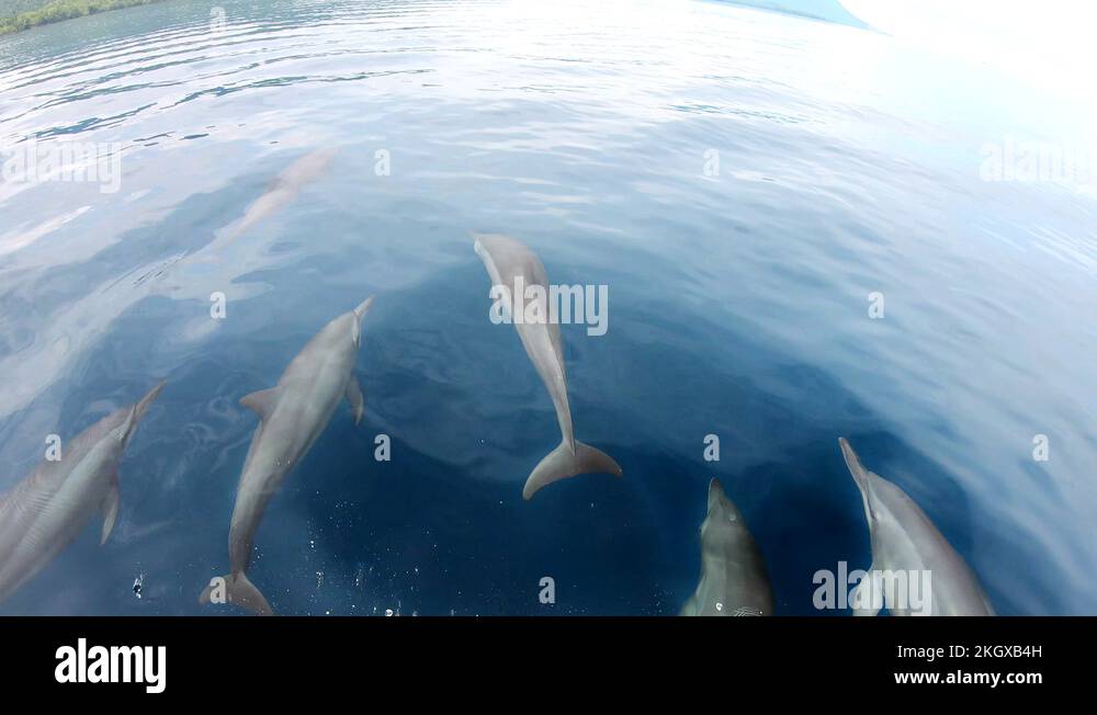 Dolphin riding boat wave Stock Videos & Footage - HD and 4K Video Clips ...