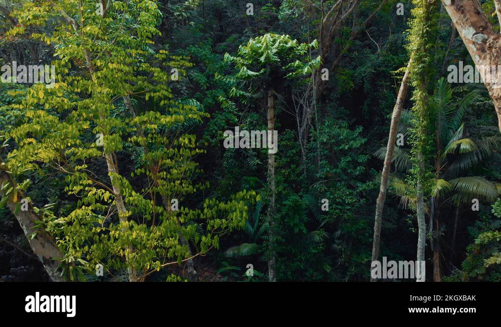 Exotic jungle Stock Videos & Footage - HD and 4K Video Clips - Alamy