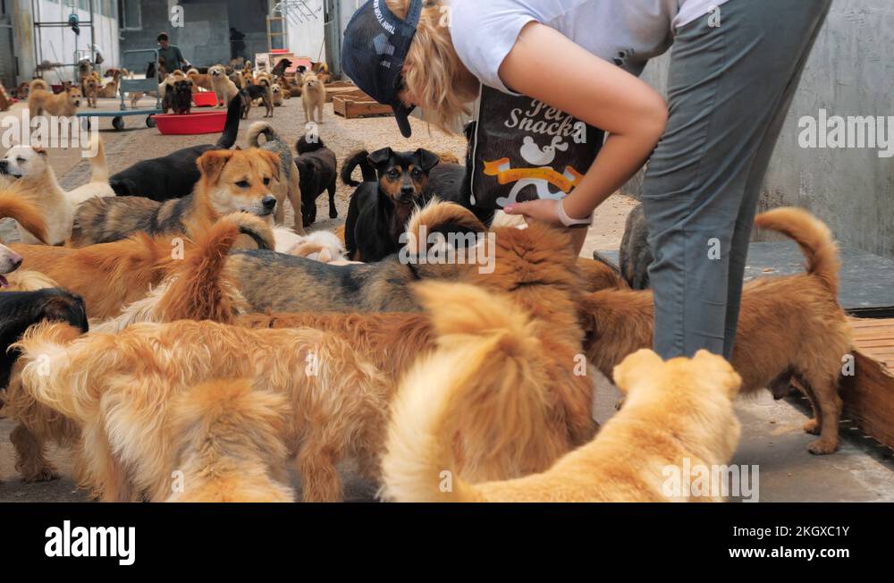 People feeding dogs Stock Videos & Footage - HD and 4K Video Clips - Alamy