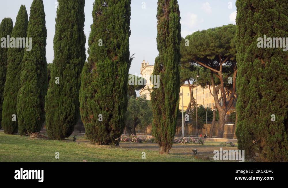 Green trees in Rome, Italy. Camera move from right to left ...