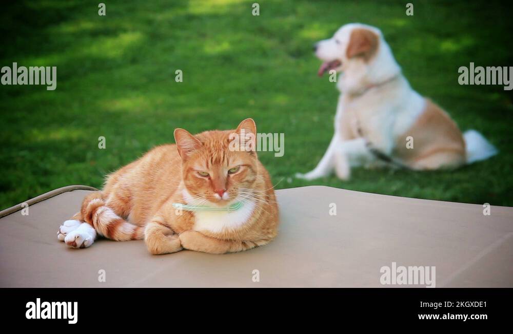 Canine at rest Stock Videos & Footage - HD and 4K Video Clips - Alamy