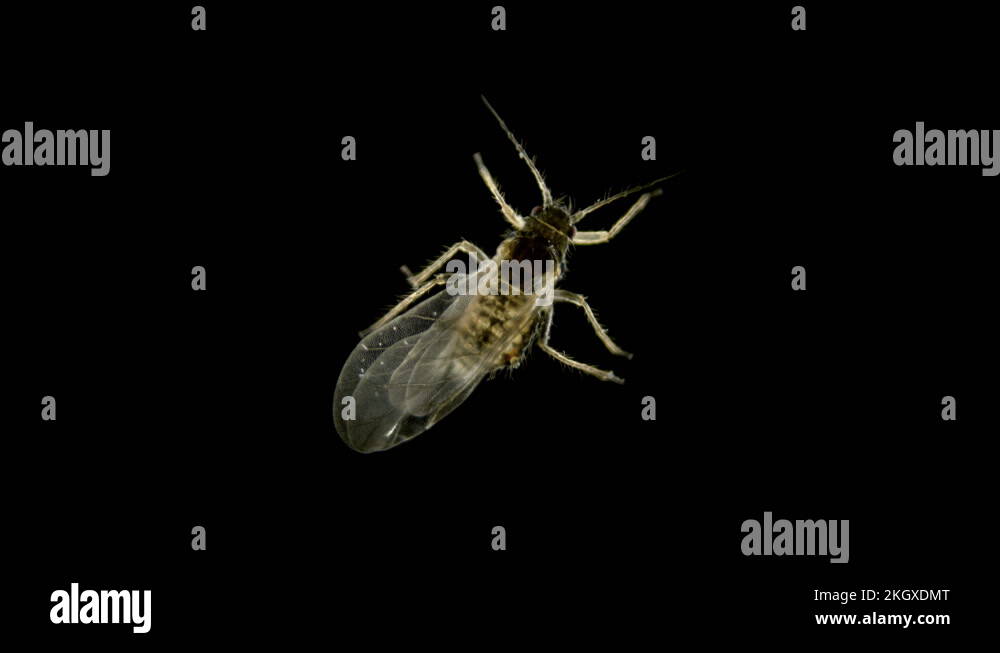 Midge bite Stock Videos & Footage - HD and 4K Video Clips - Alamy