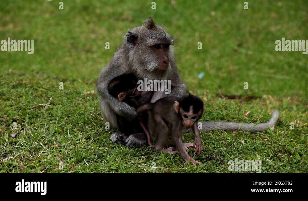 RARE - Balinese Macaque Monkey mother carrying her twins little monkeys Stock Video Footage - Alamy
