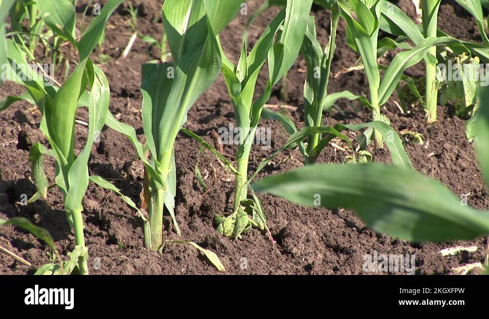 Green corn Stock Videos & Footage - HD and 4K Video Clips - Alamy