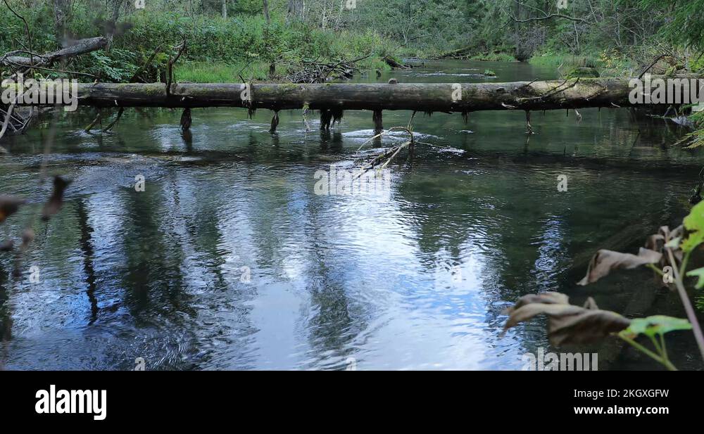 Fallen tree across water Stock Videos & Footage - HD and 4K Video Clips ...