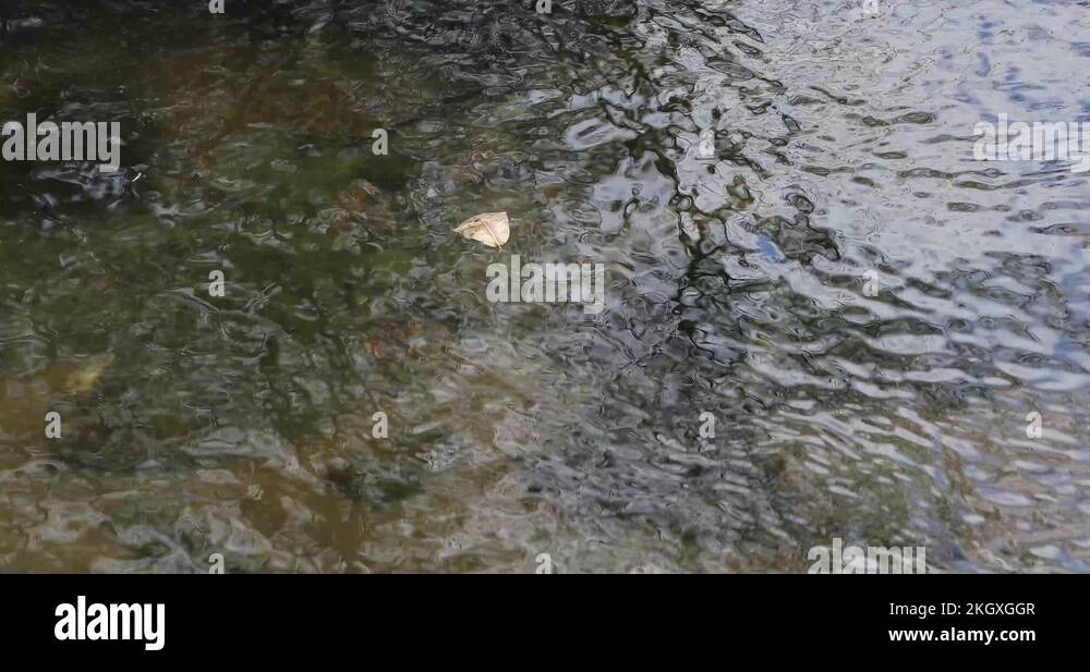 Tree floating river Stock Videos & Footage - HD and 4K Video Clips - Alamy