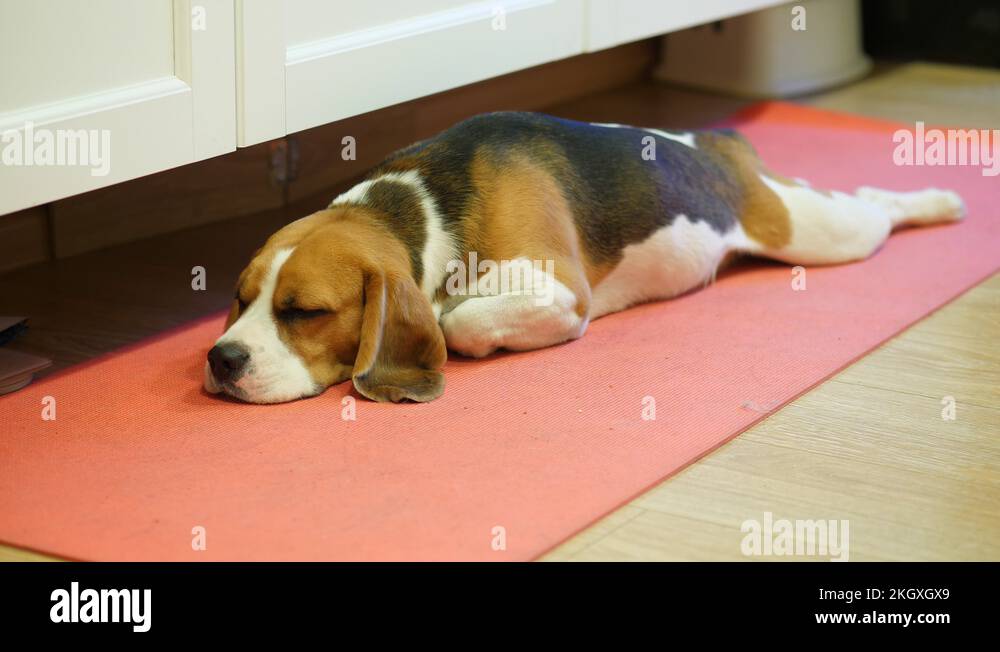Funny beagle lie on the floor with hind legs stretched out Stock Video ...