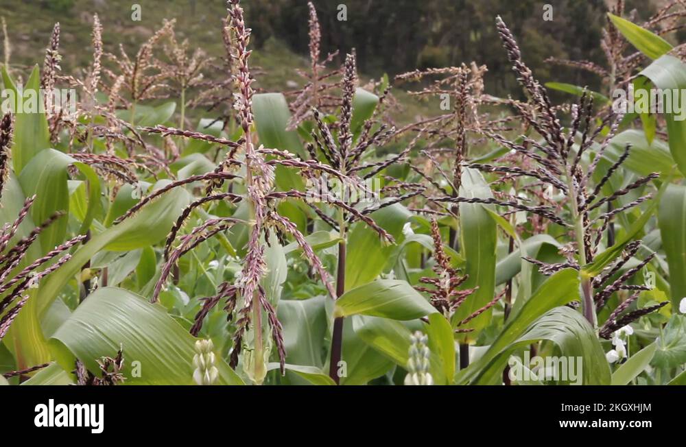 Plantation crop Stock Videos & Footage - HD and 4K Video Clips - Alamy