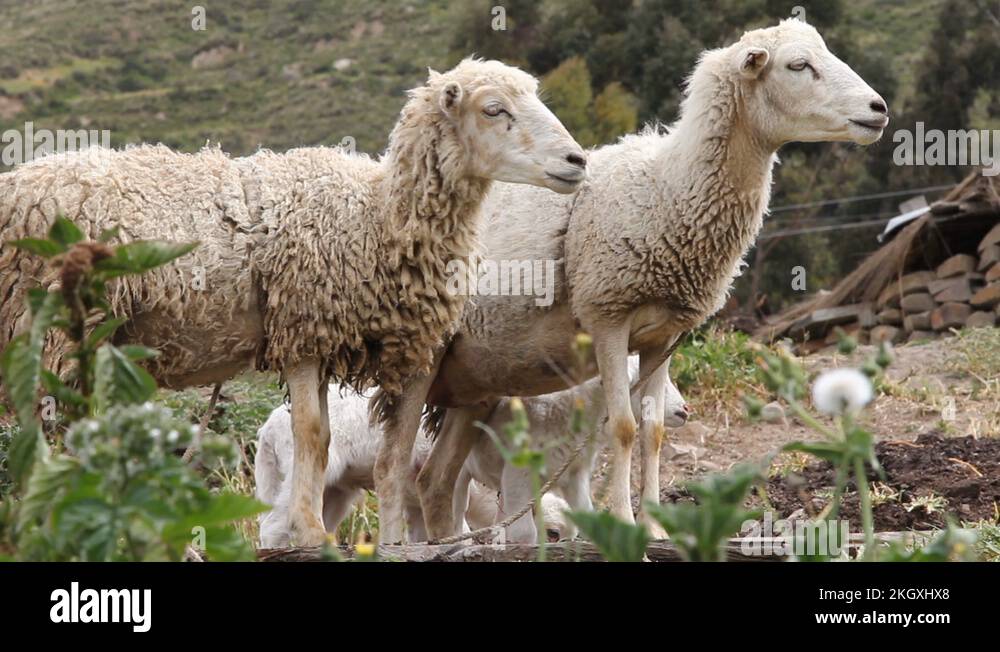 Pig cow sheep farm Stock Videos & Footage - HD and 4K Video Clips - Alamy