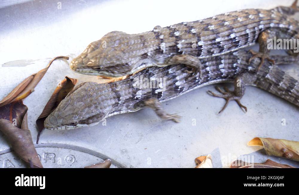 Alligator lizards Stock Videos & Footage - HD and 4K Video Clips - Alamy