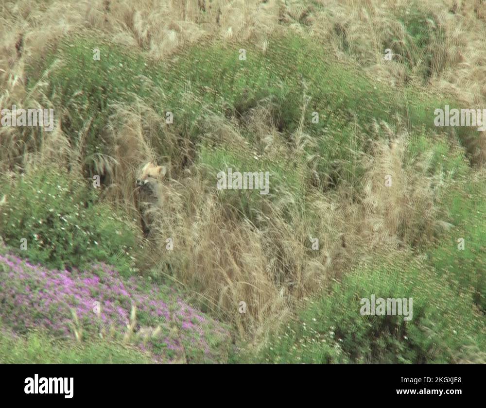 Fox eat Stock Videos & Footage - HD and 4K Video Clips - Alamy