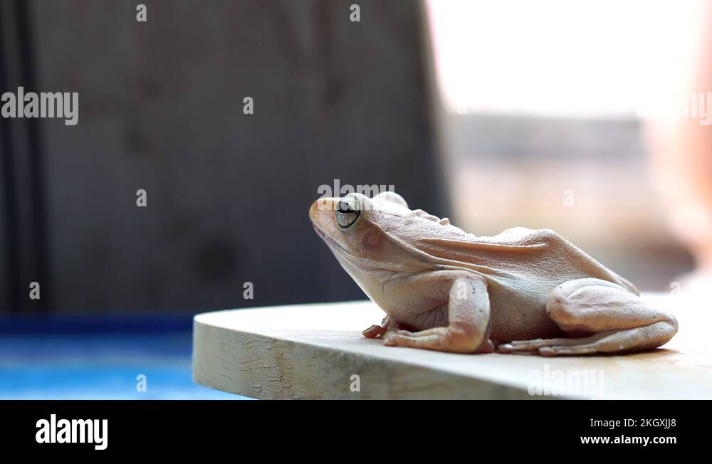 Species of frog Stock Videos & Footage - HD and 4K Video Clips - Alamy