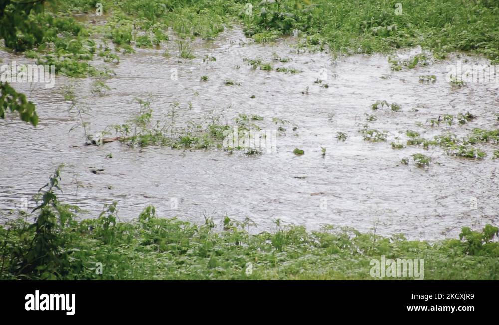 Flooded city Park after heavy rain. The camera shows the flow of water ...