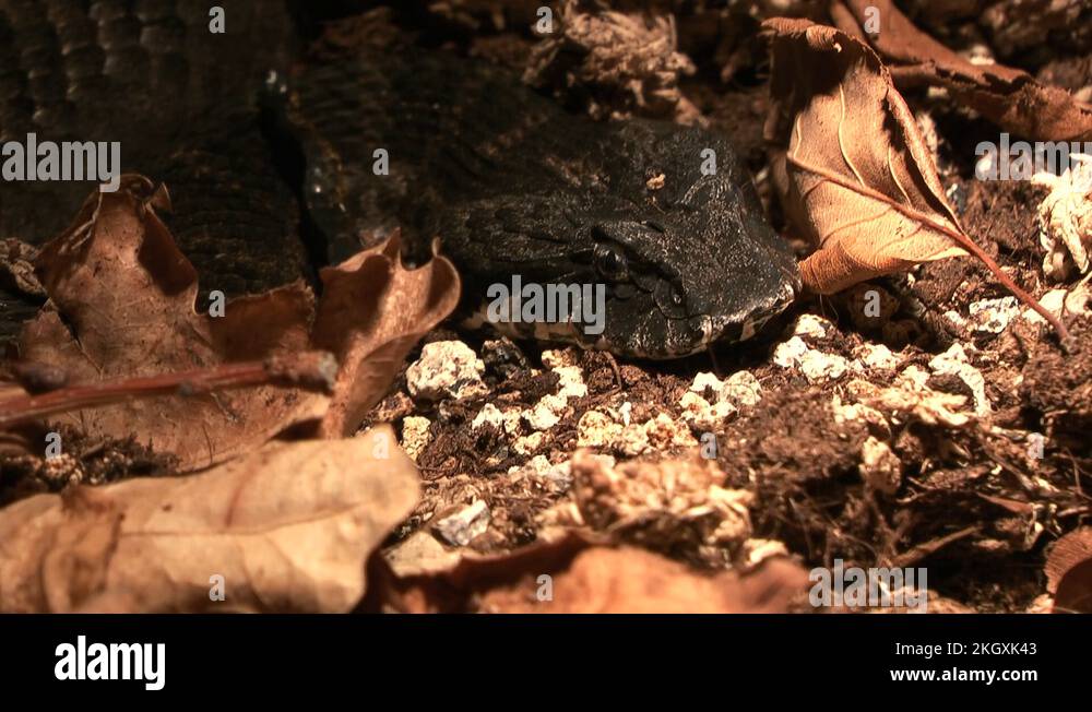 Australian deathadder in leaflitter caudal luring prey with tail tip ...