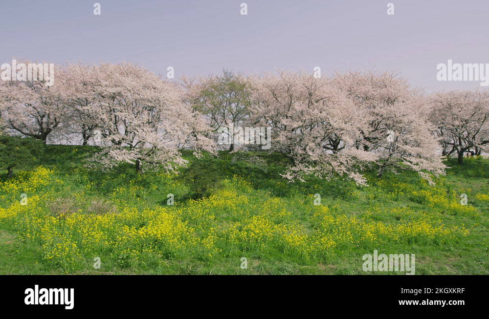 Blossom of flower Stock Videos & Footage - HD and 4K Video Clips - Alamy