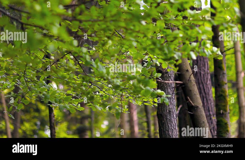 European pathway Stock Videos & Footage - HD and 4K Video Clips - Alamy