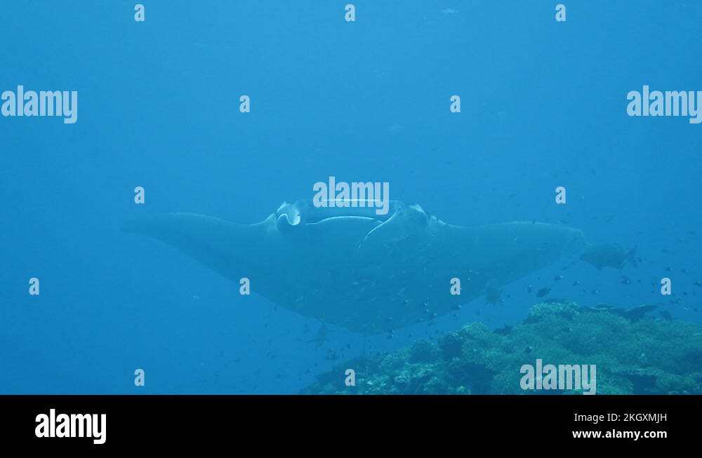 Manta ray swimming in Ishigaki Island, Okinawa, Japan Stock Video ...