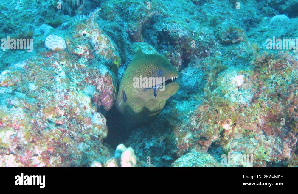 Island eel Stock Videos & Footage - HD and 4K Video Clips - Alamy