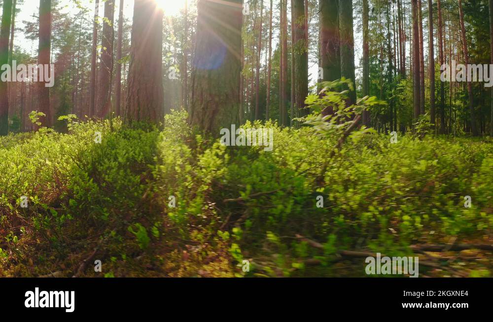 Tree garden virgin forest Stock Videos & Footage - HD and 4K Video ...