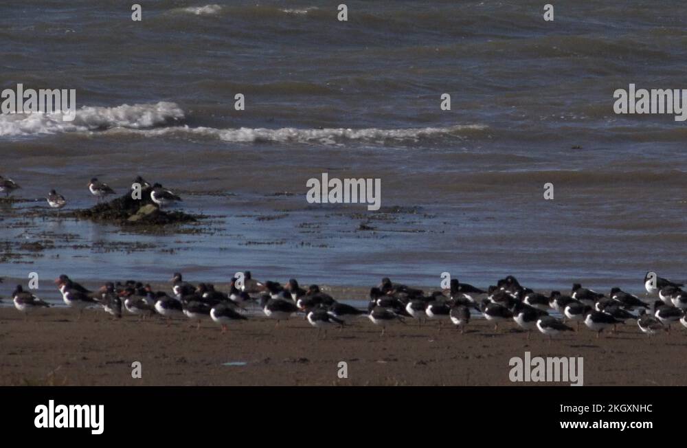 Strutting birds Stock Videos & Footage - HD and 4K Video Clips - Alamy