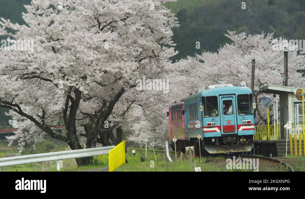 Cherry tree and Tarumi Railway in Japan Stock Video Footage - Alamy
