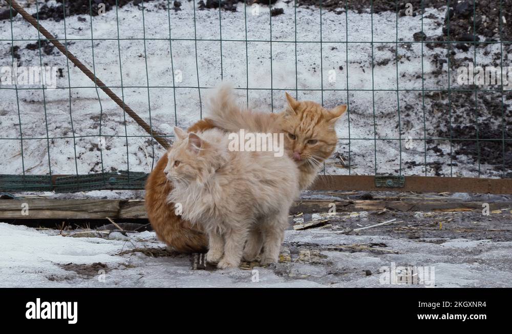 Red cats outside Stock Videos & Footage - HD and 4K Video Clips - Alamy