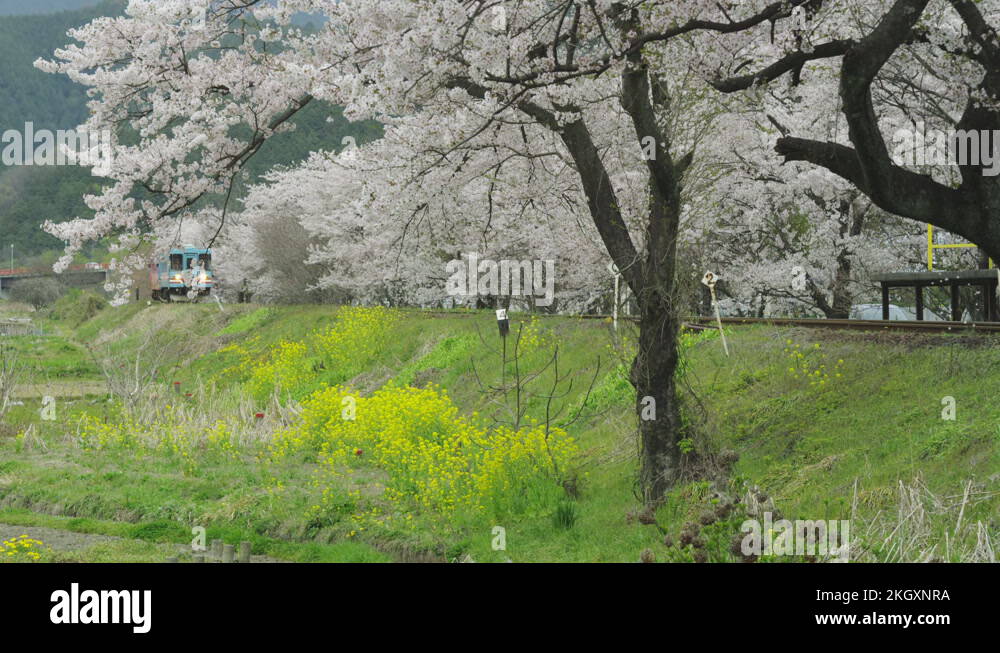 Cherry tree and Tarumi Railway in Japan Stock Video Footage - Alamy