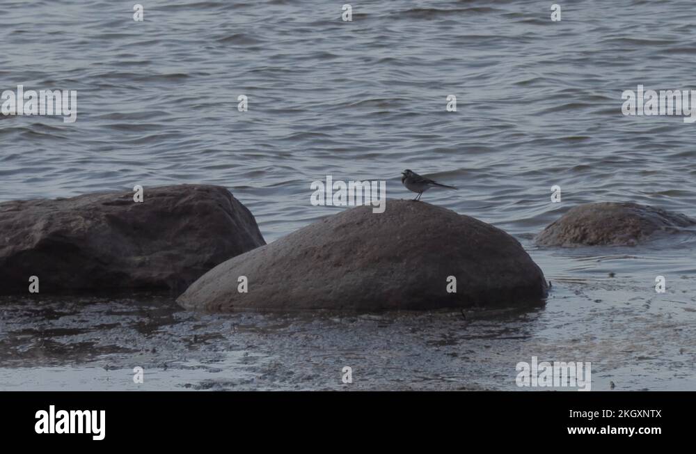 Captain bird Stock Videos & Footage - HD and 4K Video Clips - Alamy