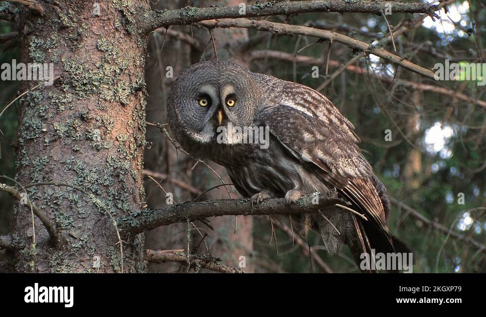 Aves strigiformes Stock Videos & Footage - HD and 4K Video Clips - Alamy