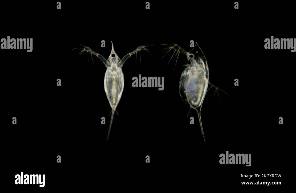 Daphnia under the microscope, water flea, species Daphnia galeata, is a ...