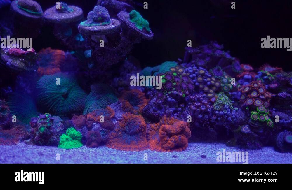 Pink polyps Stock Videos & Footage - HD and 4K Video Clips - Alamy